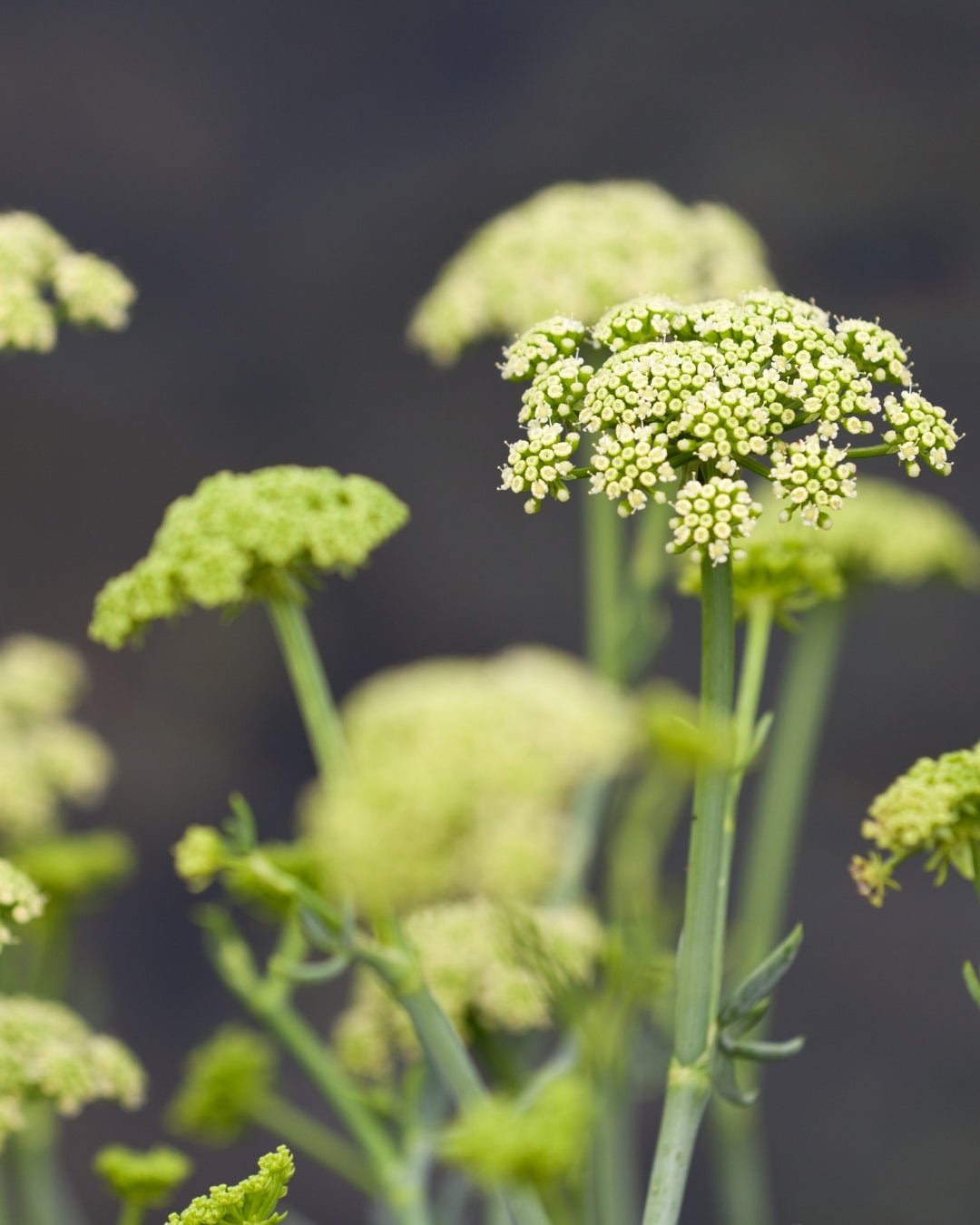 Sea Fennel Extract – Ladoni Kind Beauty
